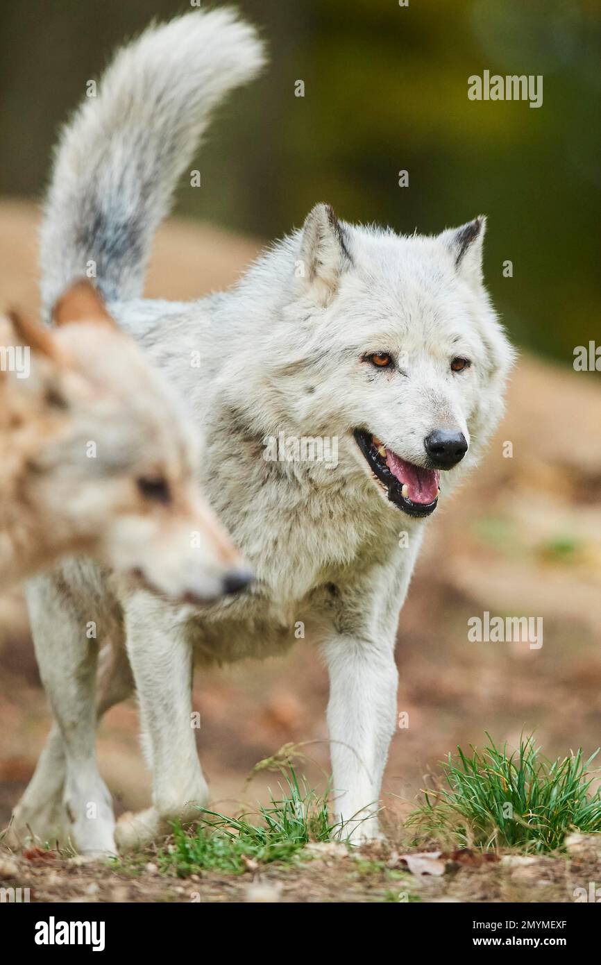 Run of hill hi-res stock photography and images - Alamy