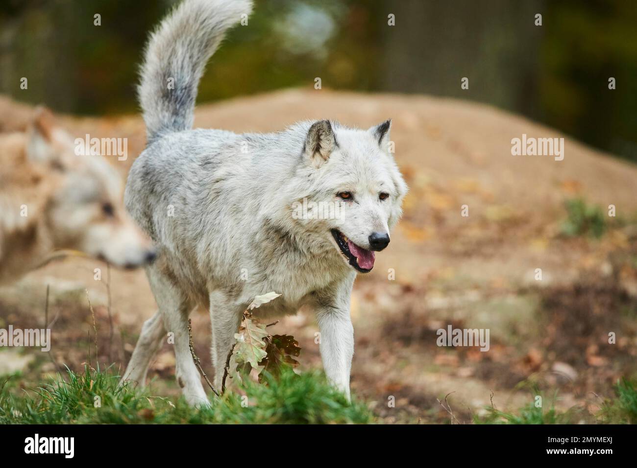 Run of hill hi-res stock photography and images - Alamy