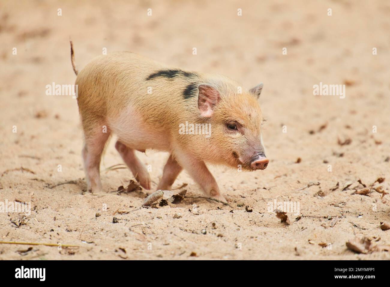 Vietnamese pot bellied piglets hi-res stock photography and images - Alamy