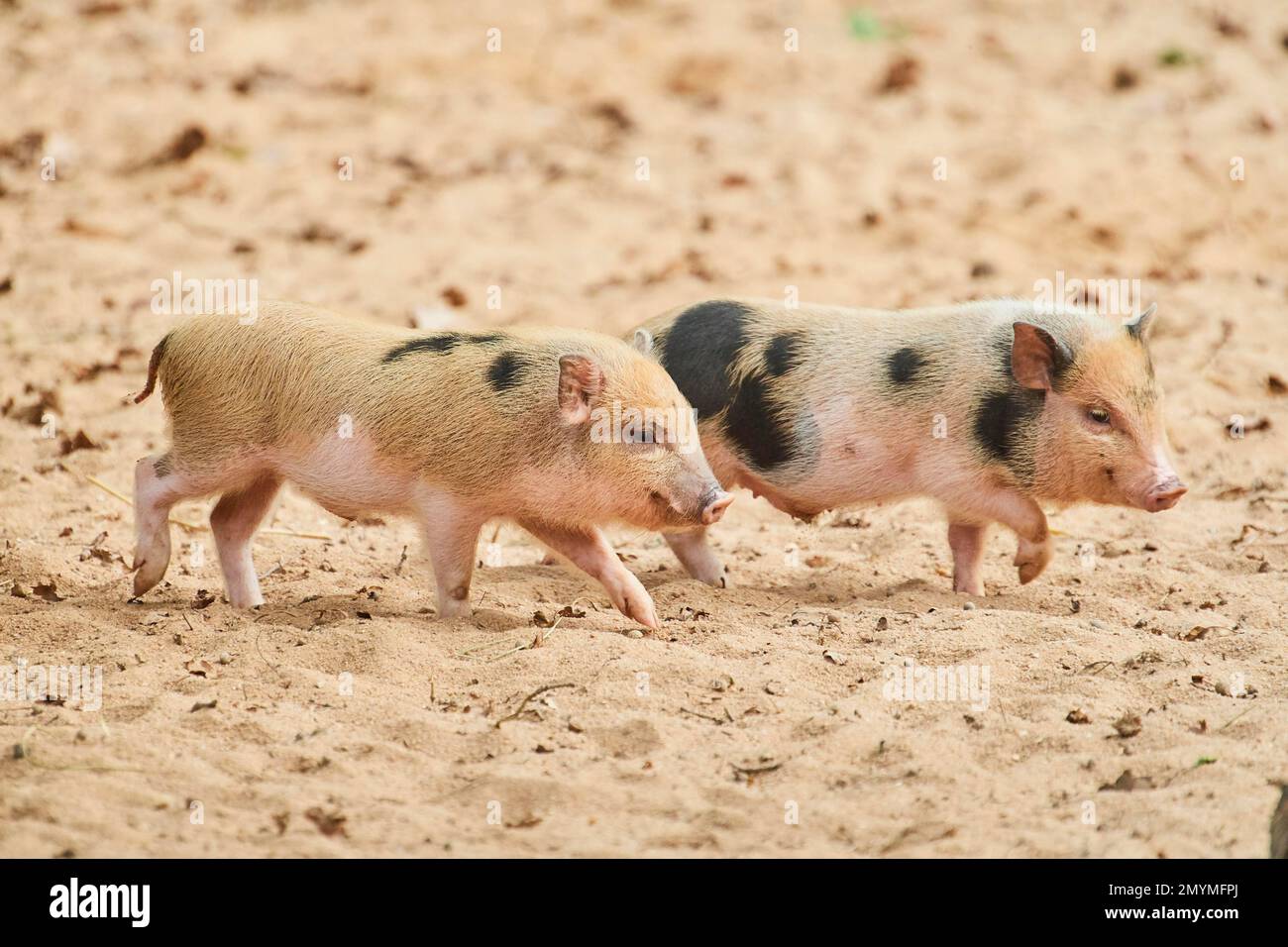 Vietnamese Pot-bellied piglets, Bavaria, Germany, Europe Stock Photo ...