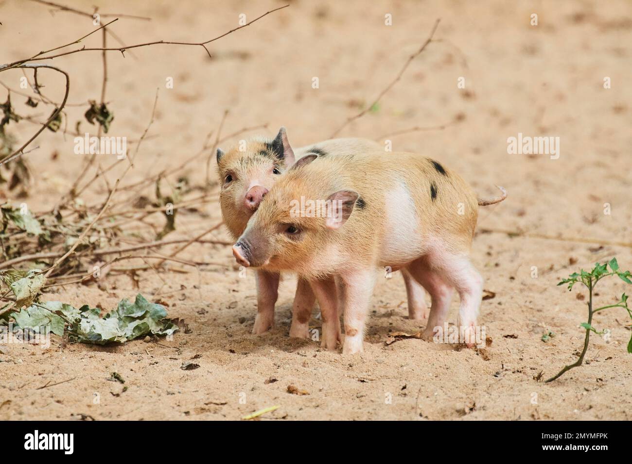 Vietnamese piglets hi-res stock photography and images - Alamy