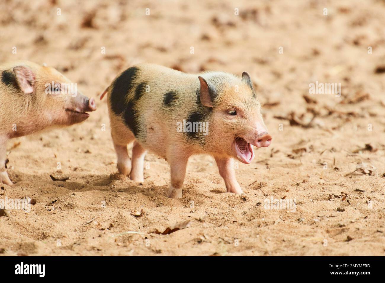 Vietnamese Pot-bellied piglets, Bavaria, Germany, Europe Stock Photo ...