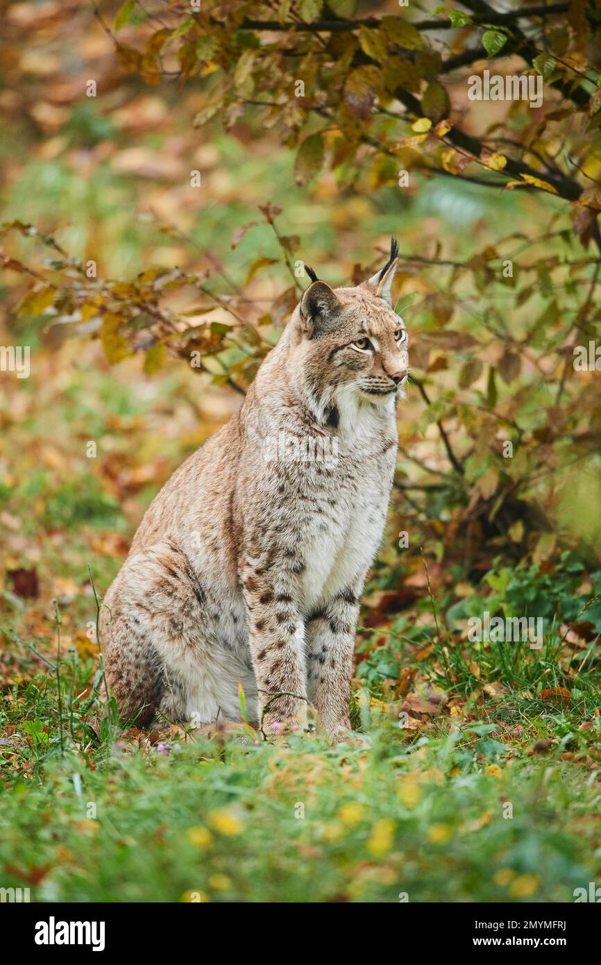 Eurasian lynx (Lynx lynx) sitting on a meadow, Bavaria, Germany, Europe ...