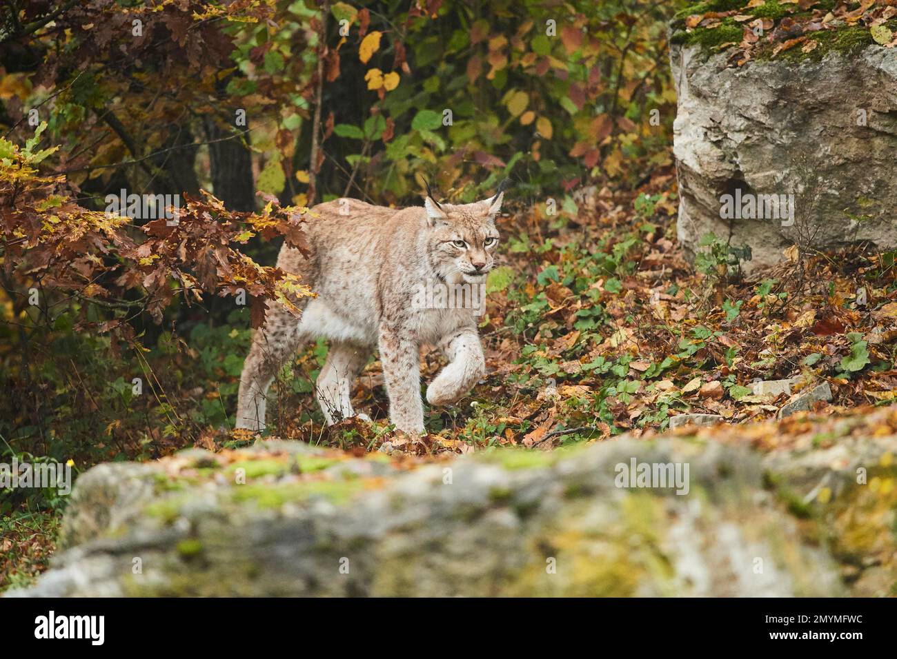 European lynx (Lynx lynx) running in forest, Bavaria, Germany, Europe ...