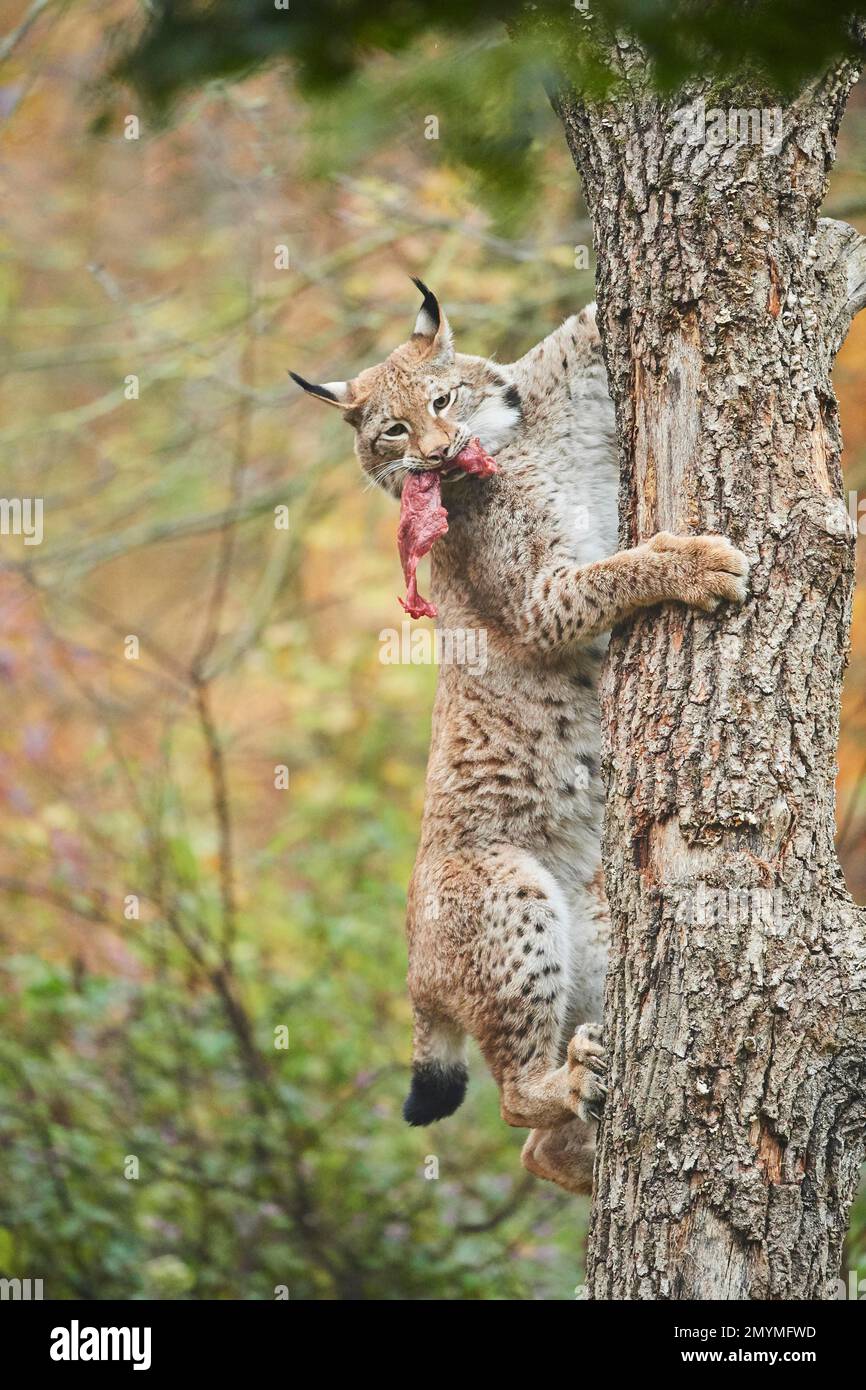 European lynx (Lynx lynx) with meat on a tree trunk, Bavaria, Germany ...