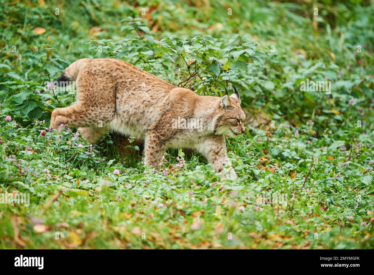 Eurasian lynx (Lynx lynx) running on a meadow, Bavaria, Germany, Europe ...