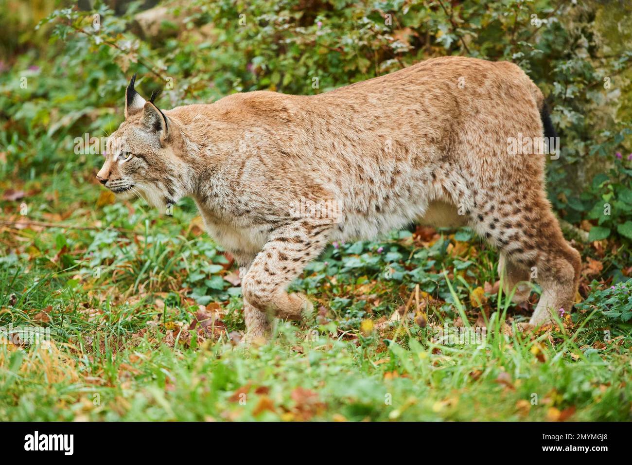 Eurasian lynx (Lynx lynx) running on a meadow, Bavaria, Germany, Europe ...