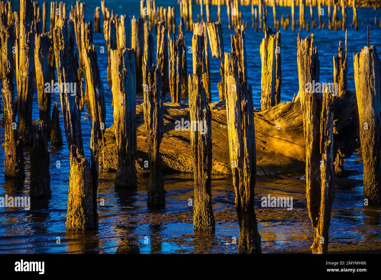 Old Pier Posts In Evening Light Stock Photo - Alamy