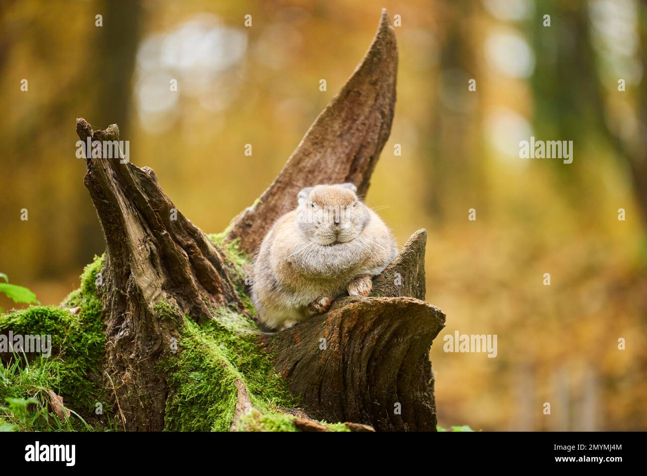 Domesticated rabbit (Oryctolagus cuniculus forma domestica), Bavaria ...