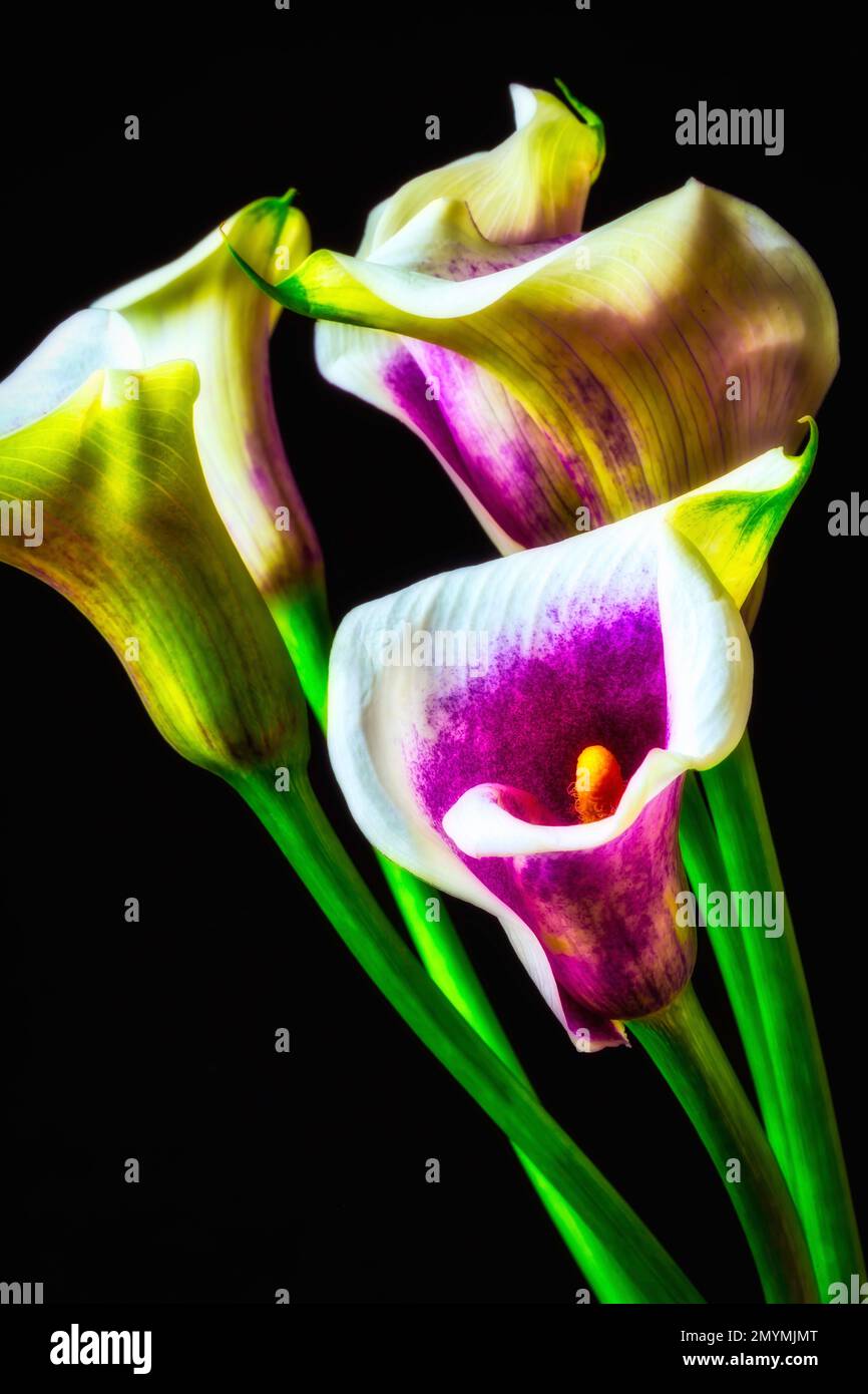 Purple White Glowing Calla Lilies Stock Photo - Alamy