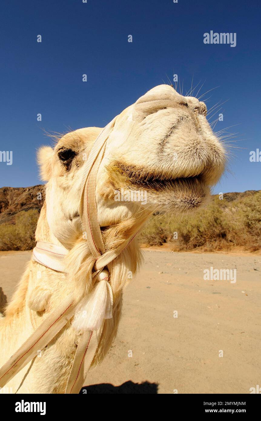 Close-up head of a dromedary (Camelus dromedarius), dromedary, Egypt ...