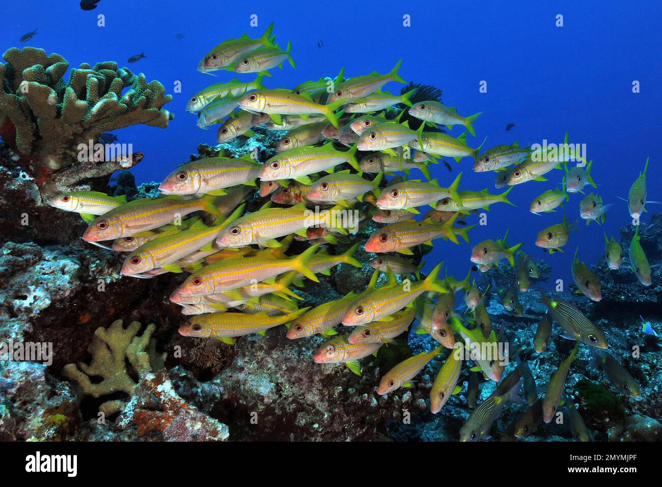 Indian goatfish hi-res stock photography and images - Alamy