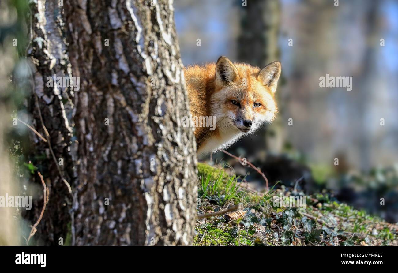 Red fox (Vulpes vulpes) looking out from behind the tree, Warstein ...