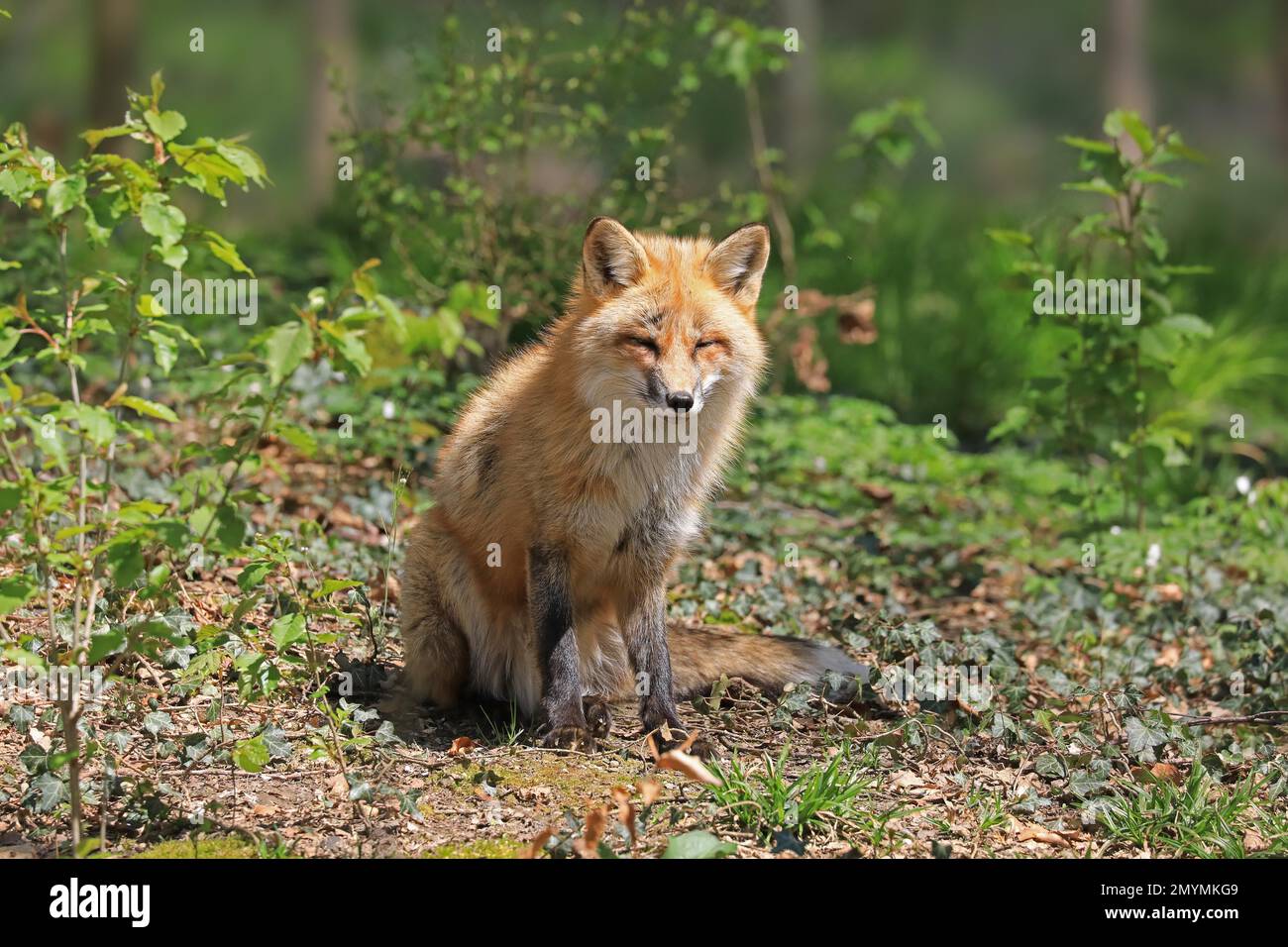 Red fox (Vulpes vulpes) sitting in the forest, Warstein, North Rhine-Westphalia, Germany, Europe ...