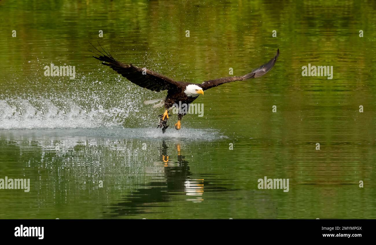 Fish in its claws hi-res stock photography and images - Alamy