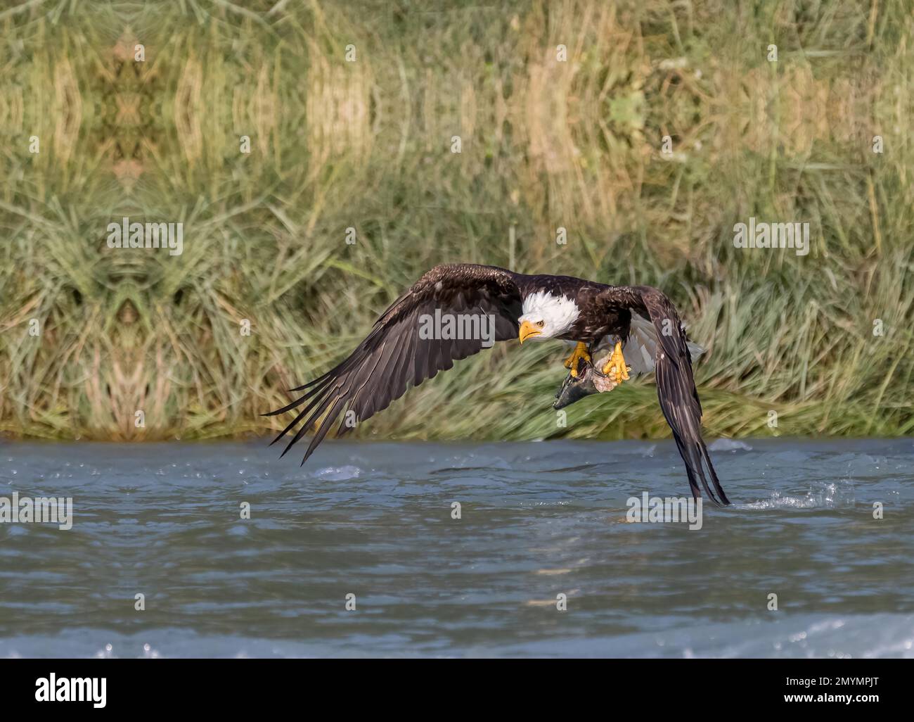 Eagle flying with a fish in its claws on the water, Eagle catching fish ...