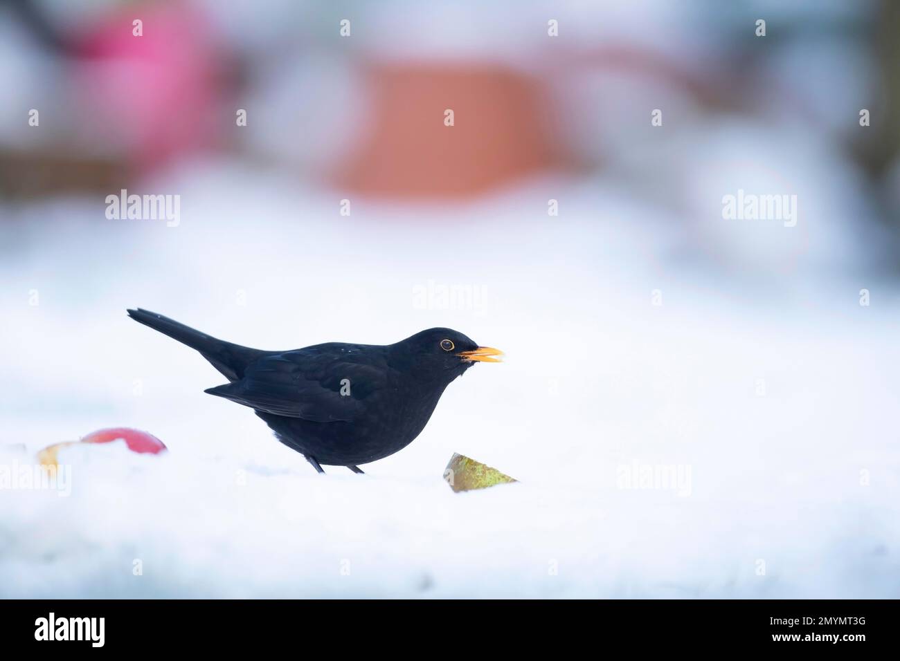 European blackbird (Turdus merula) adult male bird feeding on a pear on ...