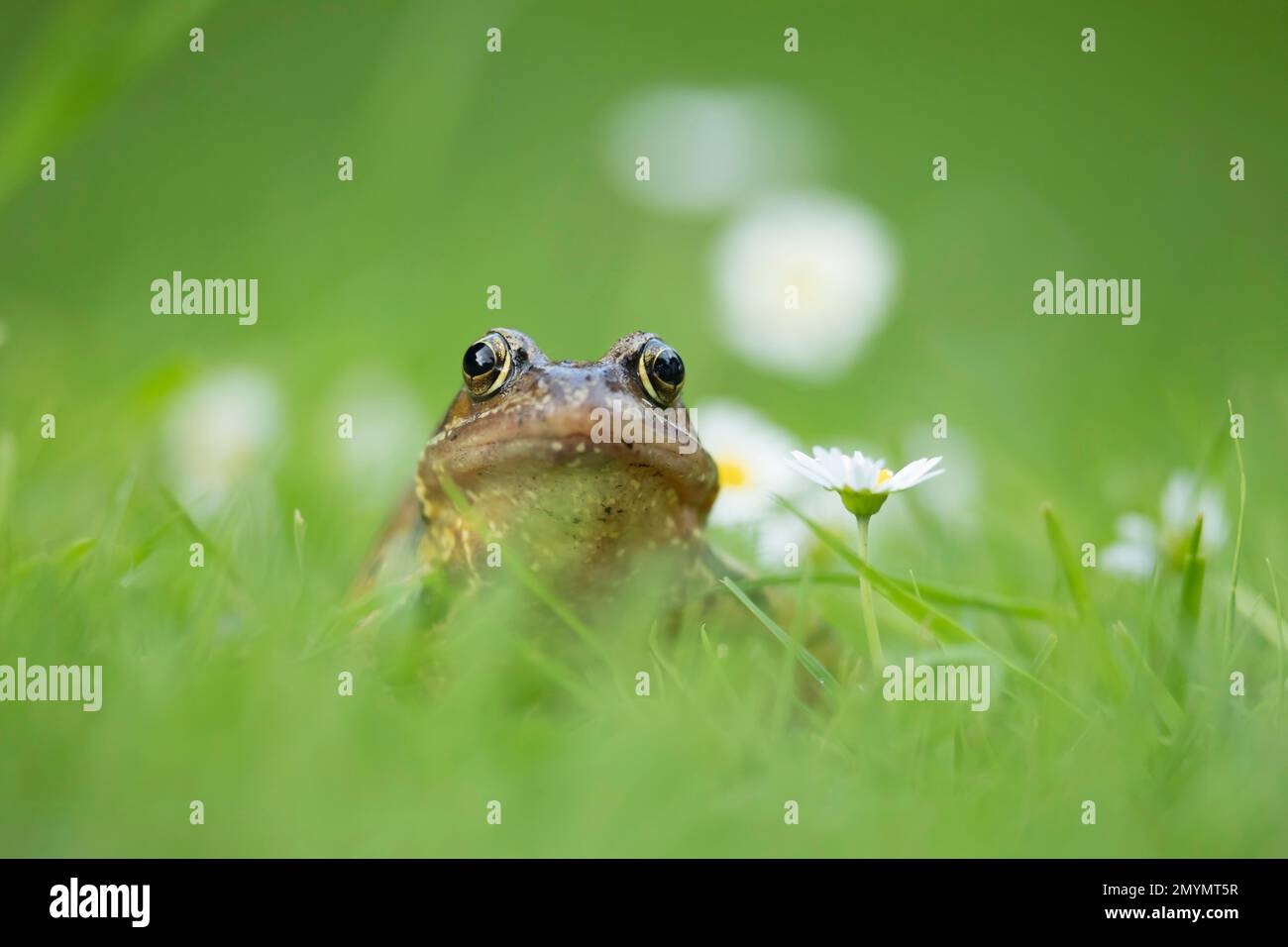 Grass frog (Rana temporaria) in a meadow, Suffolk, England, United ...
