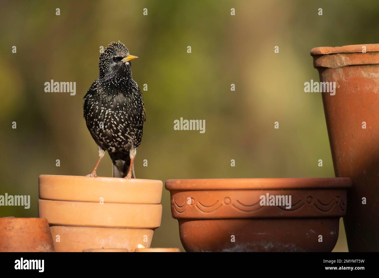 Common starling (Sturnus vulgaris), adult bird on a flower pot, Suffolk ...