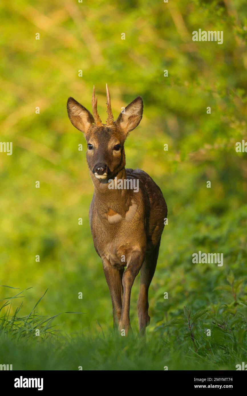 Roe deer (Capreolus capreolus) adult male buck standing by a hedgerow ...