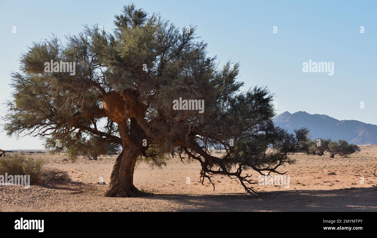 Old tree with colony of Sociable weaver Colony (Philetairus socius ...