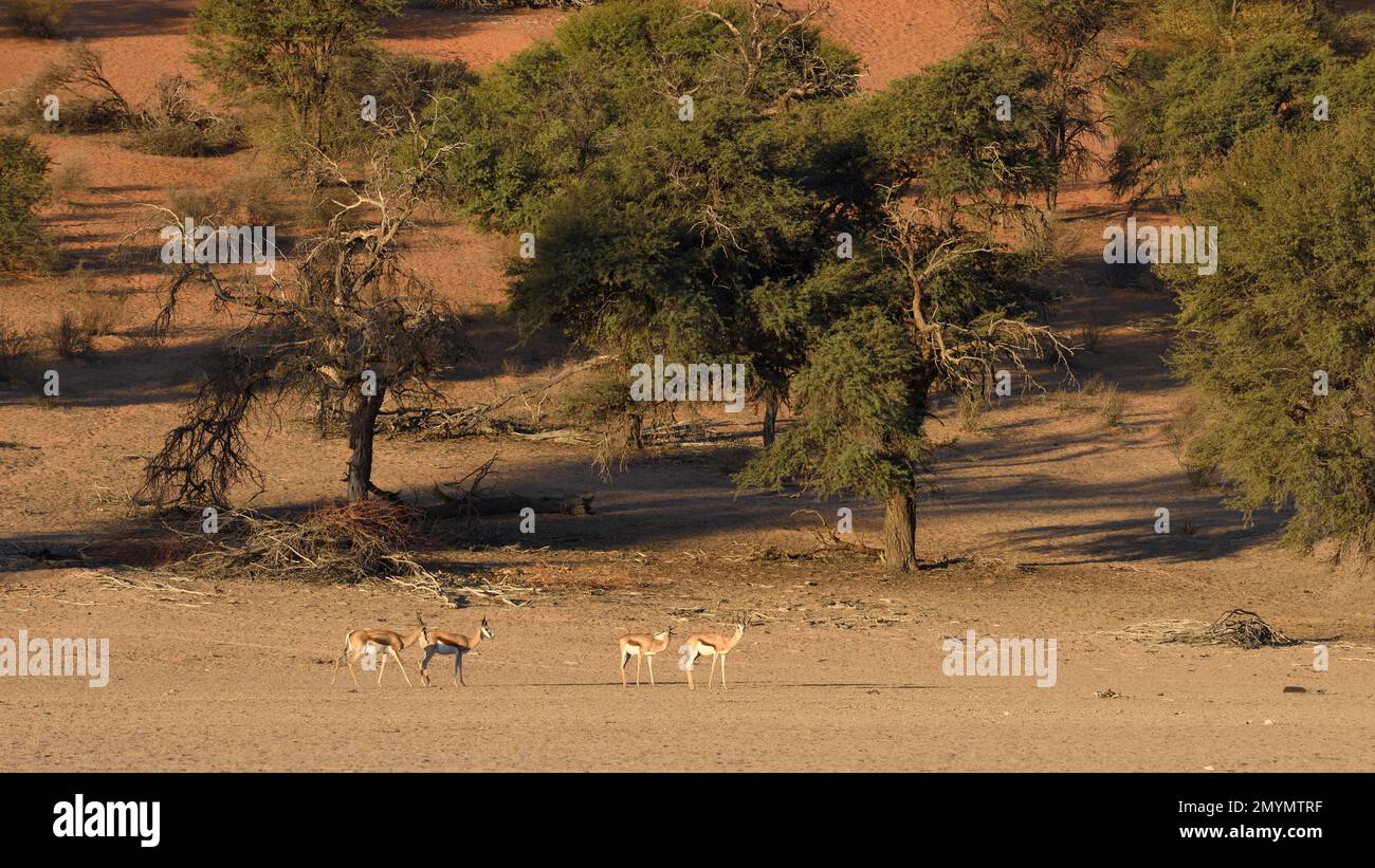 Springboks (Antidorcas marsupialis) in the Auob riverbed, evening light ...