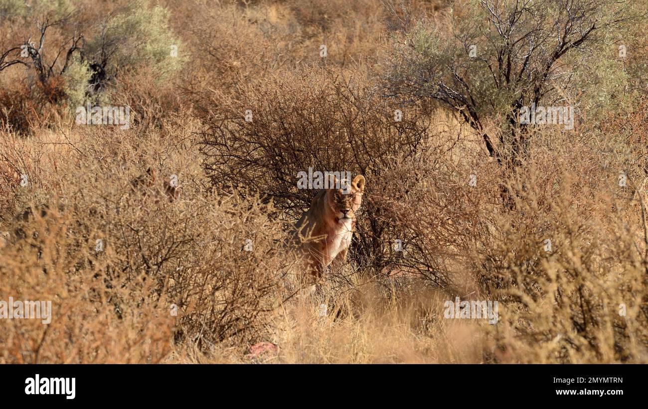 Lion (Panthera leo), dry savannah with bushes and trees, Kalahari South ...
