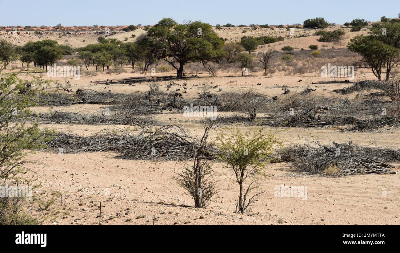 Timber collection in the Auob Riverbed, Kalahari South, Namibia, Africa ...