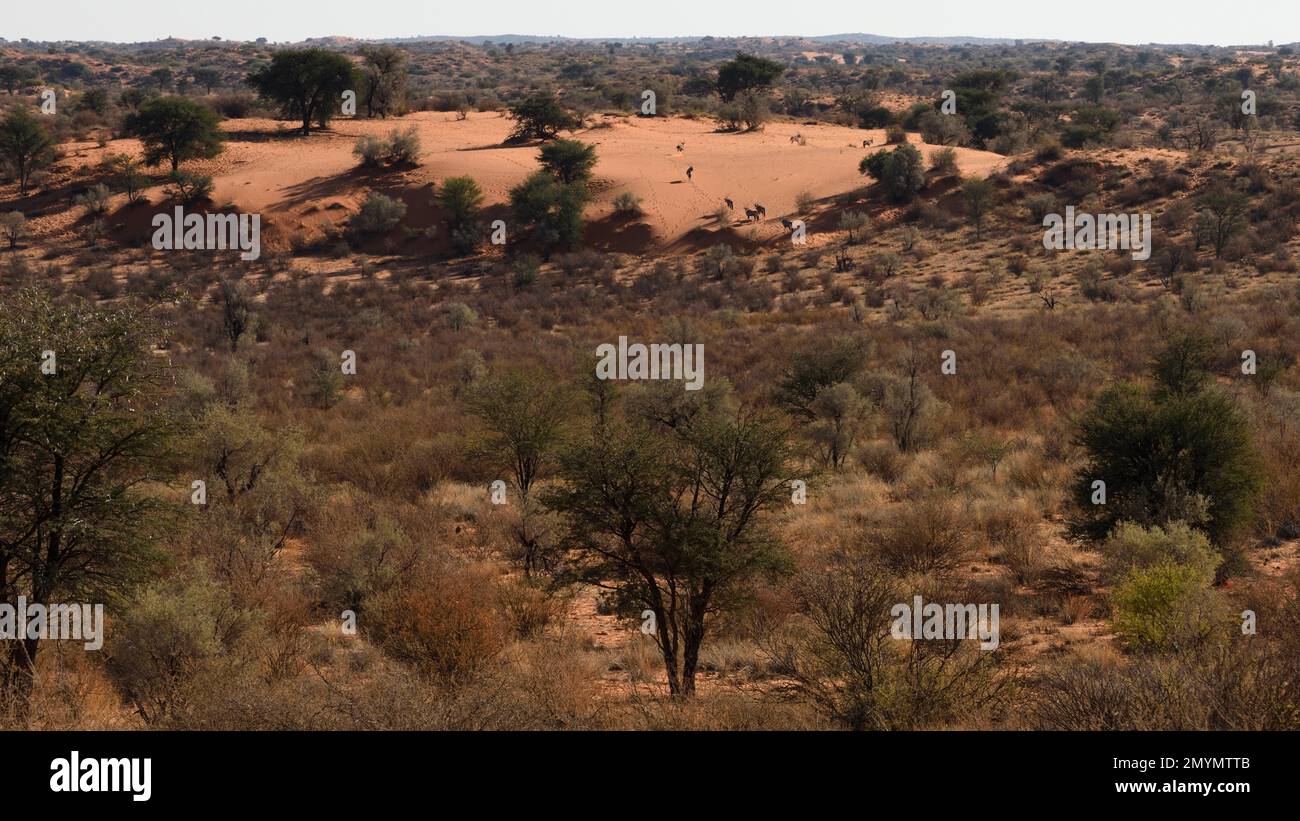 Gemsbok (Oryx gazella), dry savannah with bushes and trees, Kalahari ...