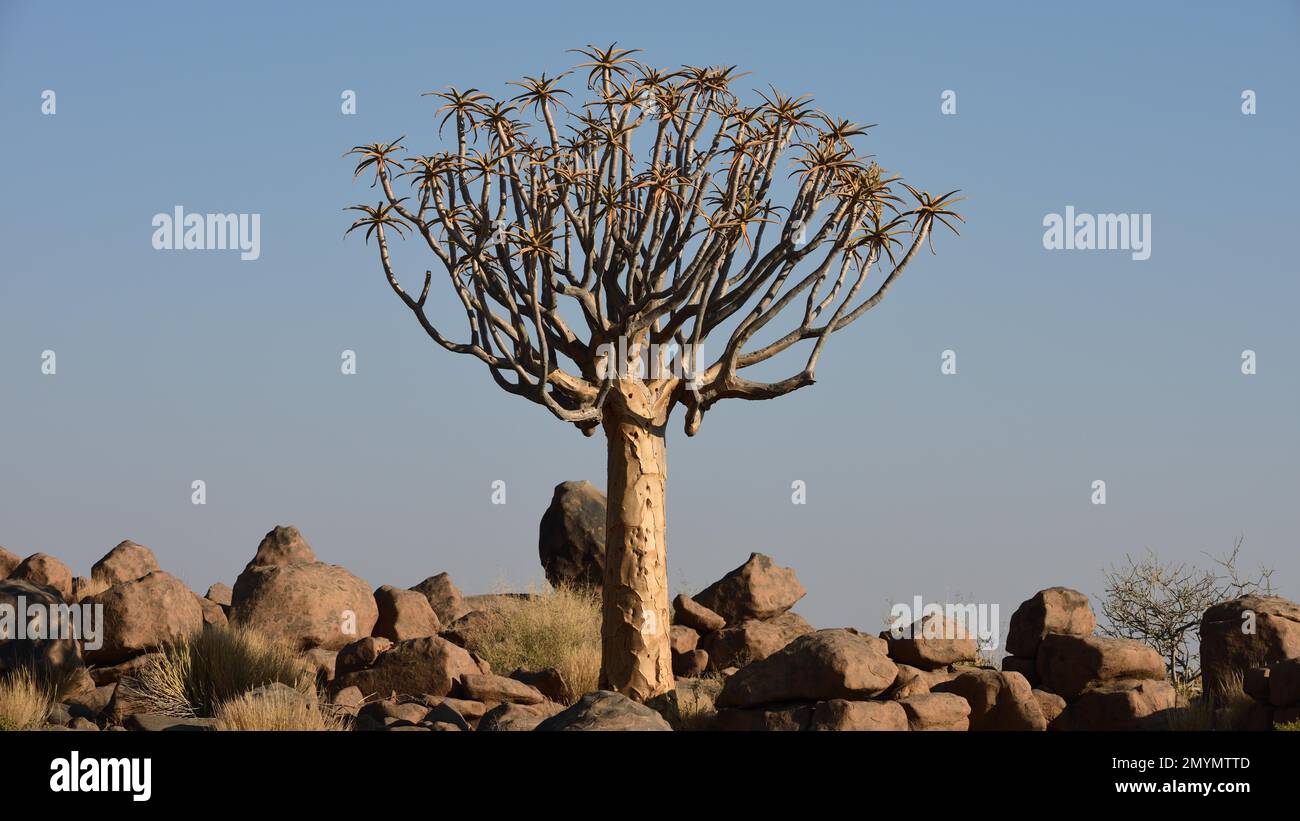 Quiver tree, Keetmanshoop, Karas Region, Namibia, Africa Stock Photo ...