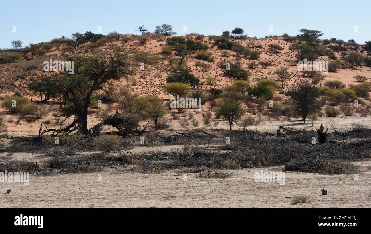 Timber collection in the Auob Riverbed, Kalahari South, Namibia, Africa ...