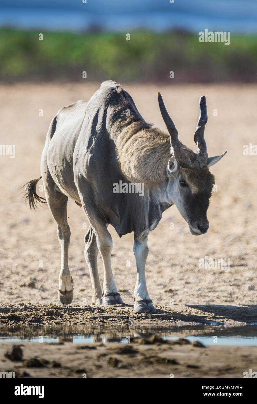 Common eland (Taurotragus oryx), male at a waterhole, Etosha National ...