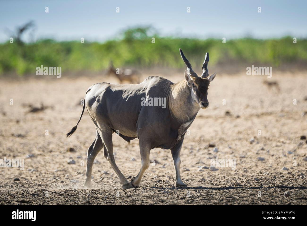 Common eland (Taurotragus oryx) male, Etosha National Park, Namibia ...
