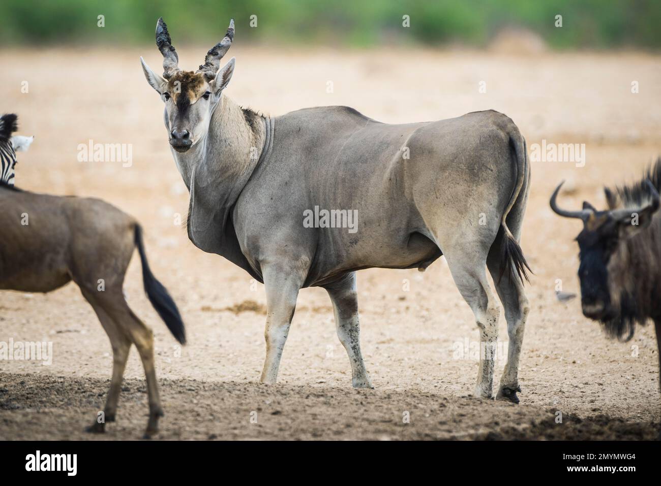 Common eland (Taurotragus oryx) among blue wildebeests (Connochaetes ...