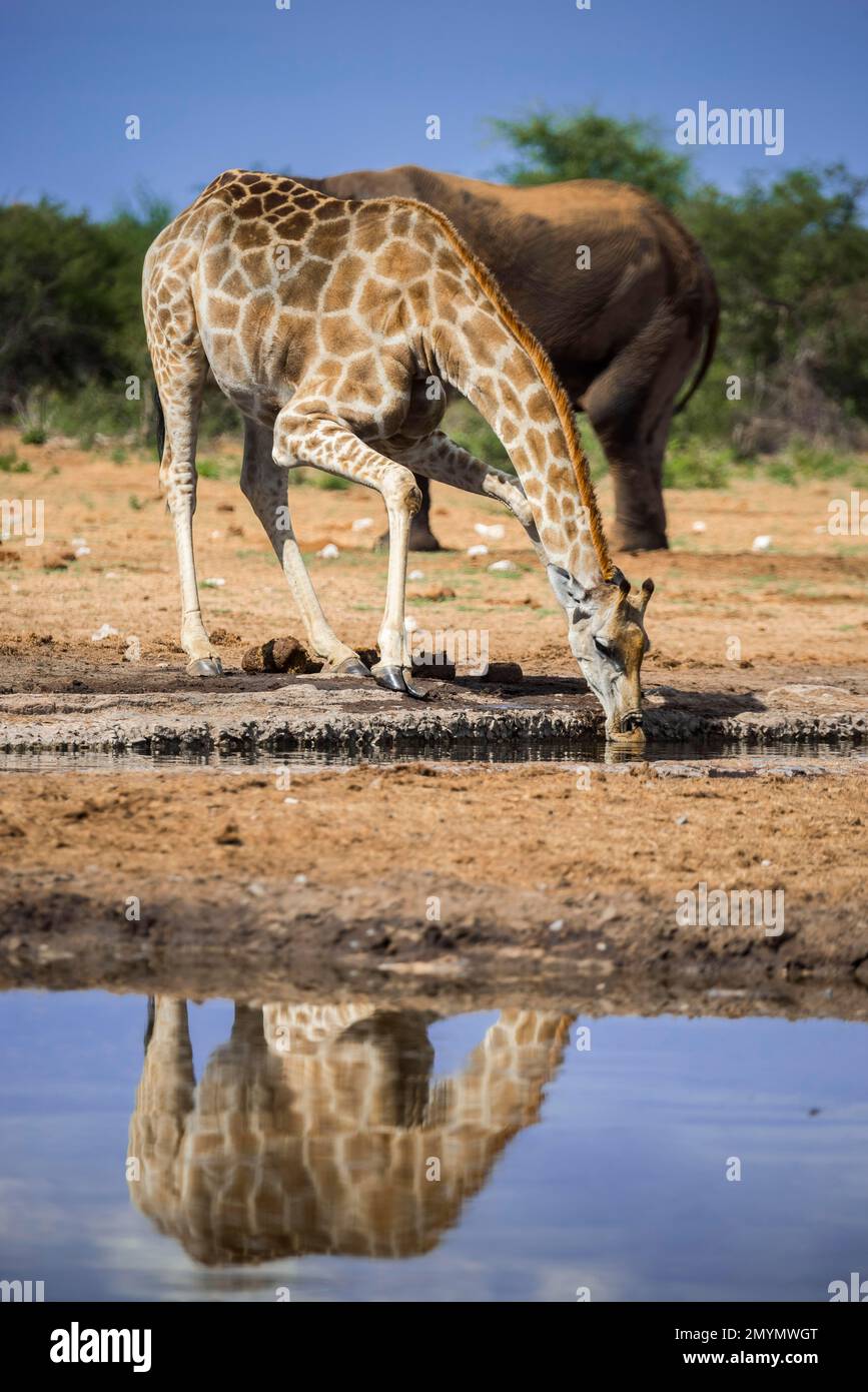 Angolan giraffe (Giraffa camelopardalis angolensis) drinking at a waterhole, Etosha National ...
