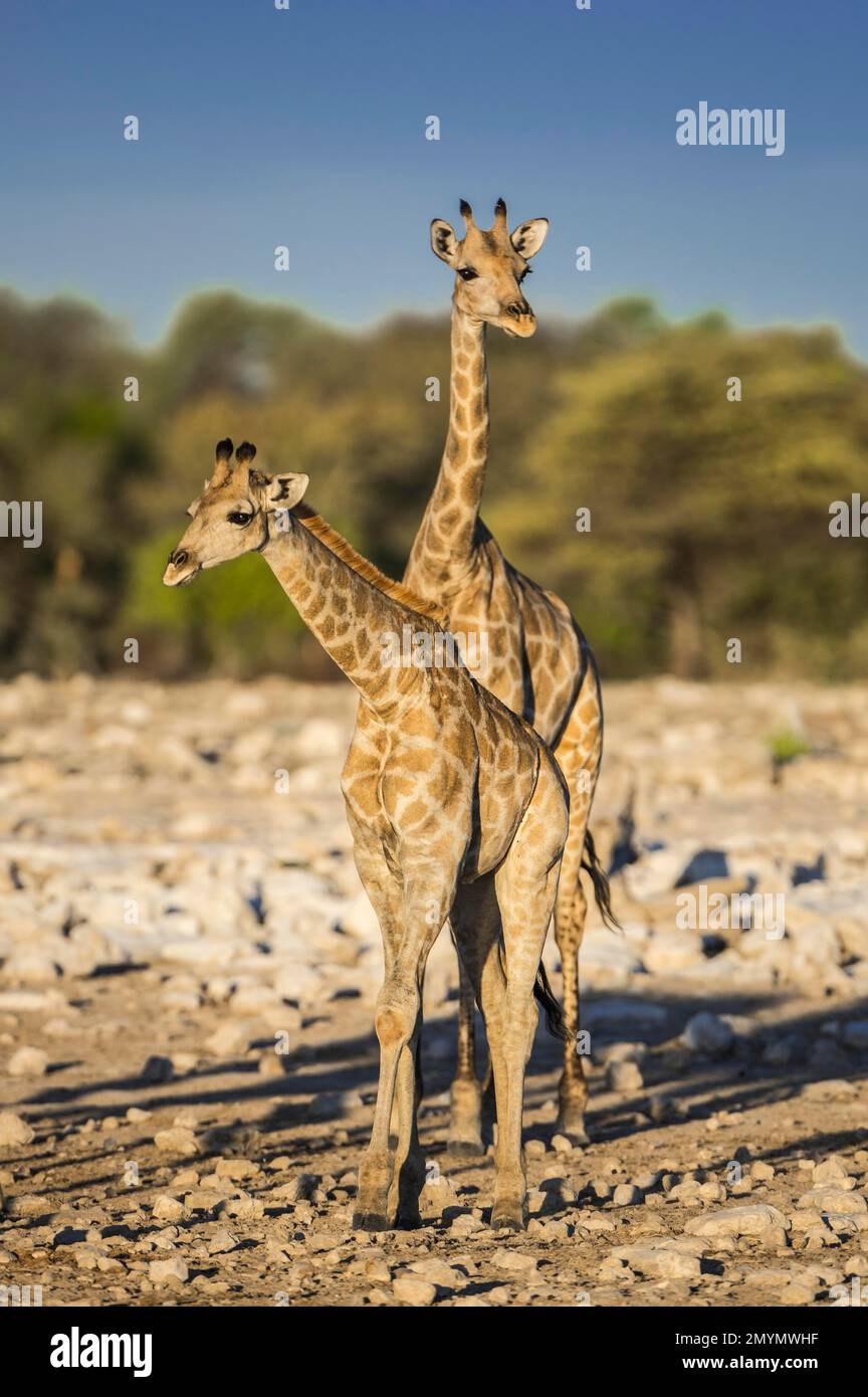 Two angolan giraffes (Giraffa camelopardalis angolensis) at a waterhole, Etosha National Park ...