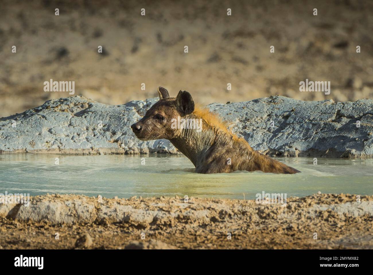 Spotted hyena (Crocuta crocuta), also known as spotted hyena, bathing ...