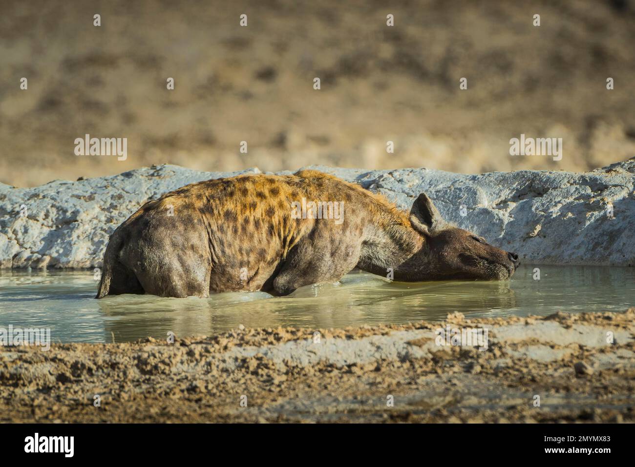 Spotted hyena (Crocuta crocuta), also known as spotted hyena, bathing ...