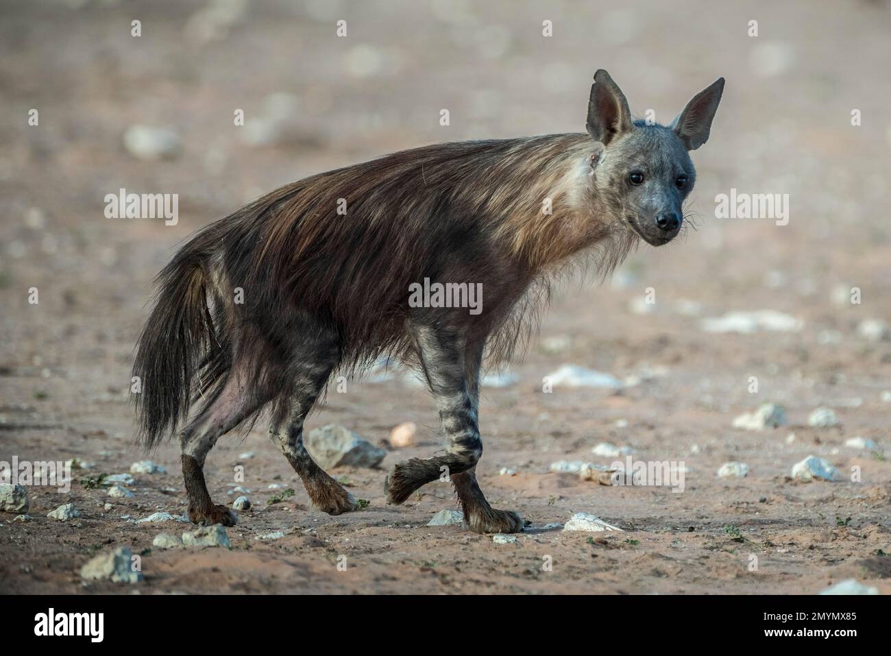 Brown hyena (Hyaena brunnea), also brown hyena, Etosha National Park ...