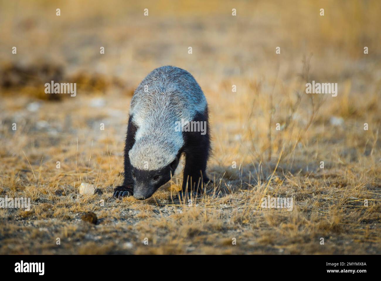 Honey badger (Mellivora capensis) in search of prey, Etosha National ...
