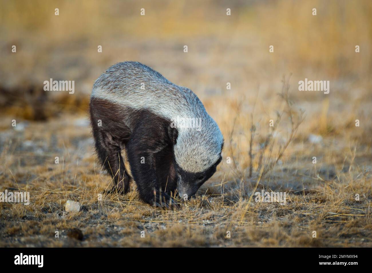 Honey badger (Mellivora capensis) in search of prey, Etosha National ...