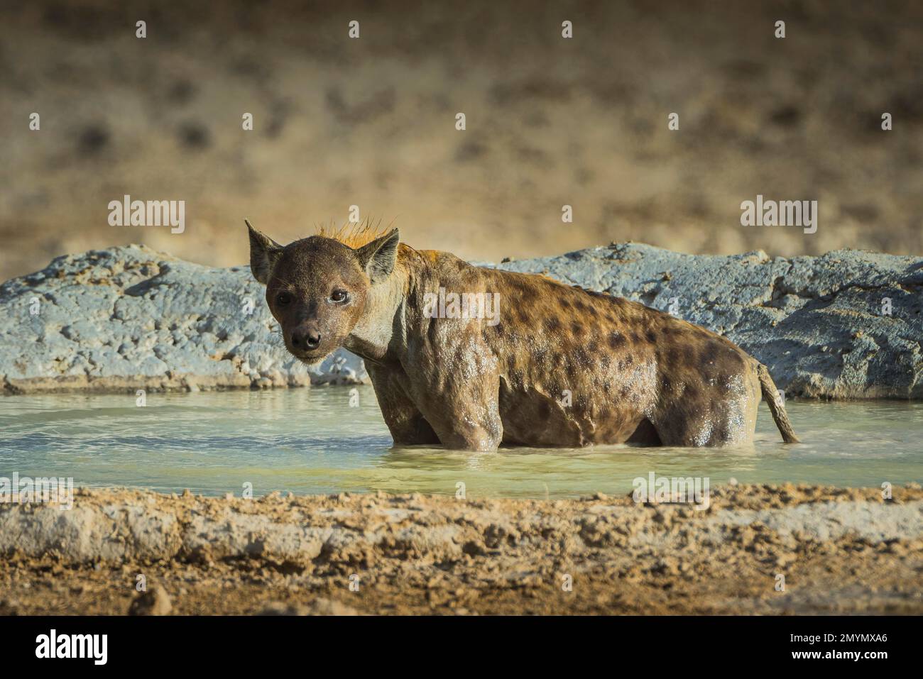 Spotted hyena (Crocuta crocuta), also known as spotted hyena, bathing ...