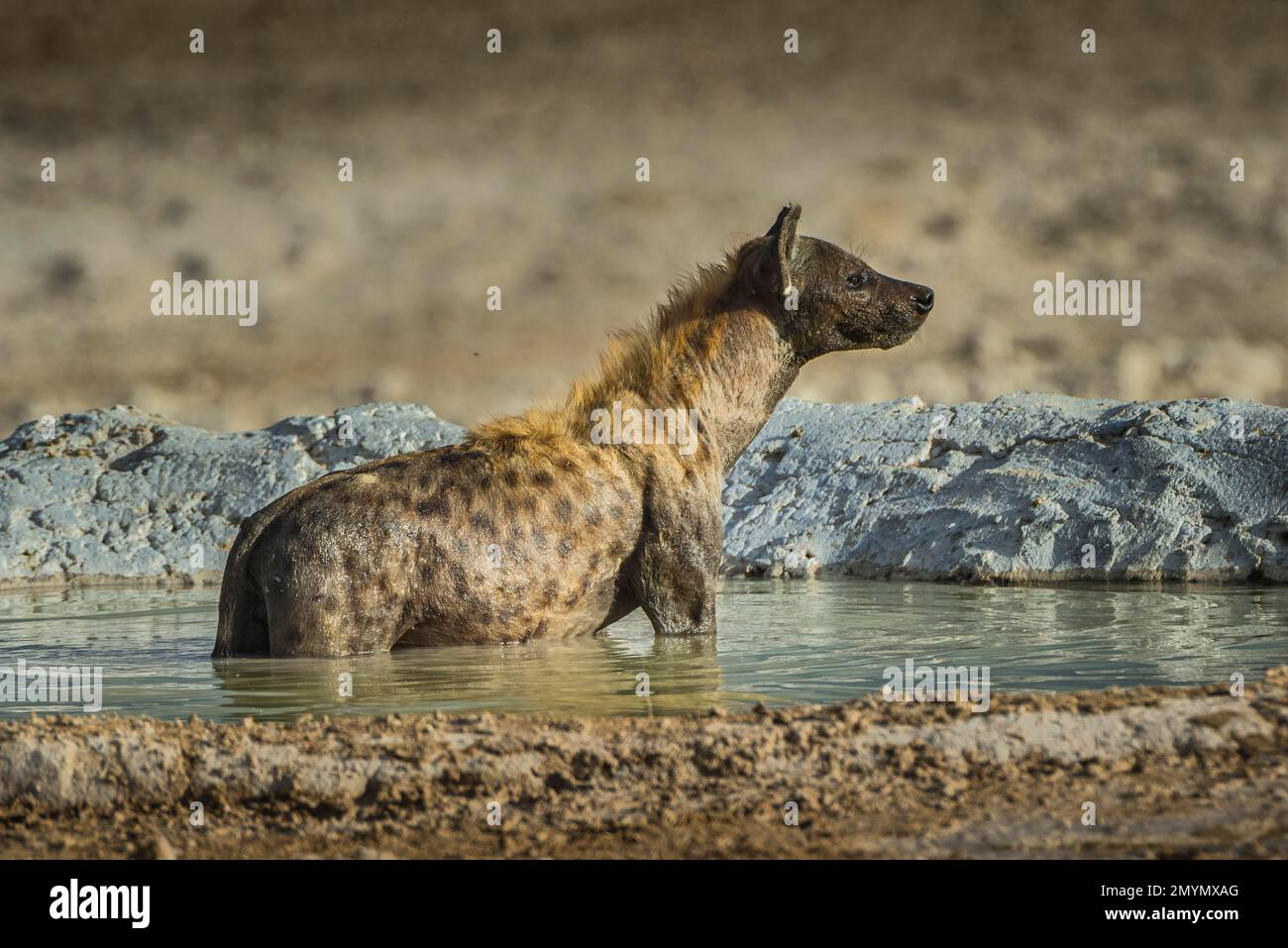 Spotted hyena (Crocuta crocuta), also known as spotted hyena, bathing ...