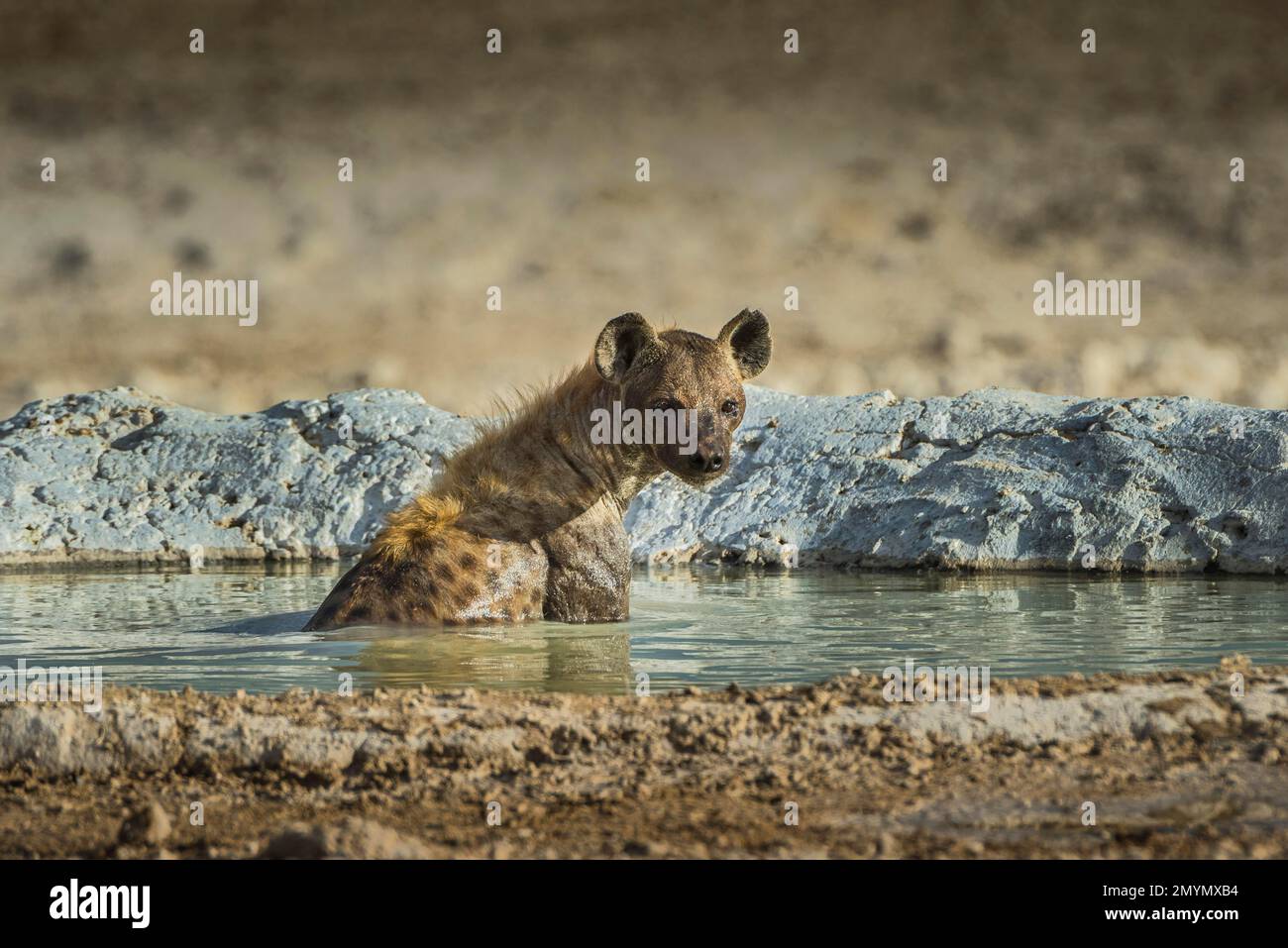 Spotted hyena (Crocuta crocuta), also known as spotted hyena, bathing ...