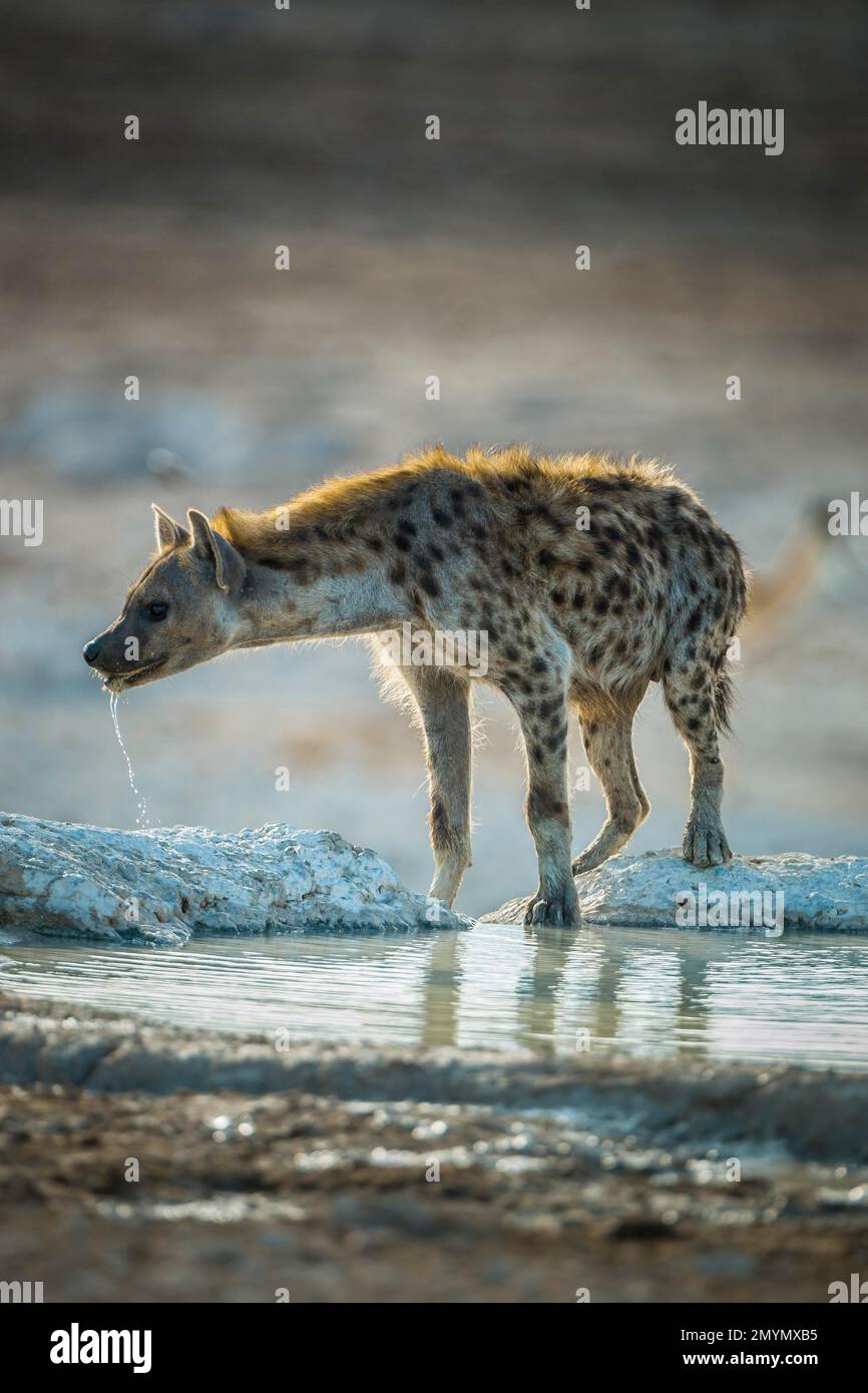 Spotted hyena (Crocuta crocuta), also known as spotted hyena, at a ...