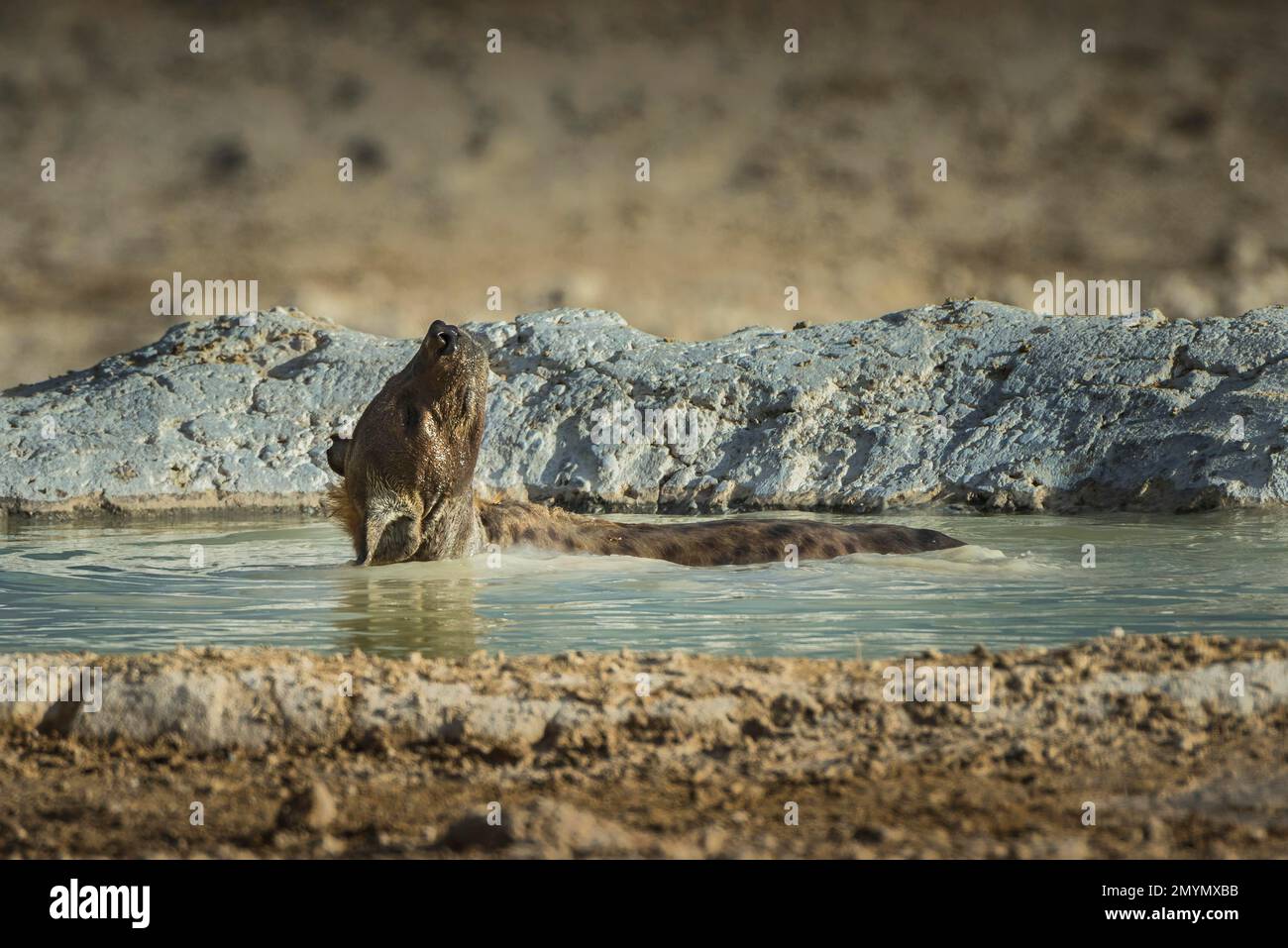 Spotted hyena (Crocuta crocuta), also known as spotted hyena, bathing ...