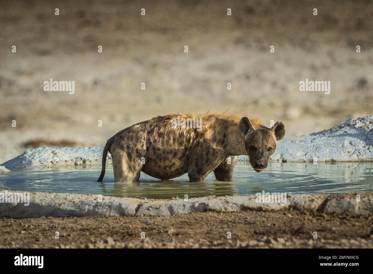Spotted hyena (Crocuta crocuta), also known as spotted hyena, bathing ...