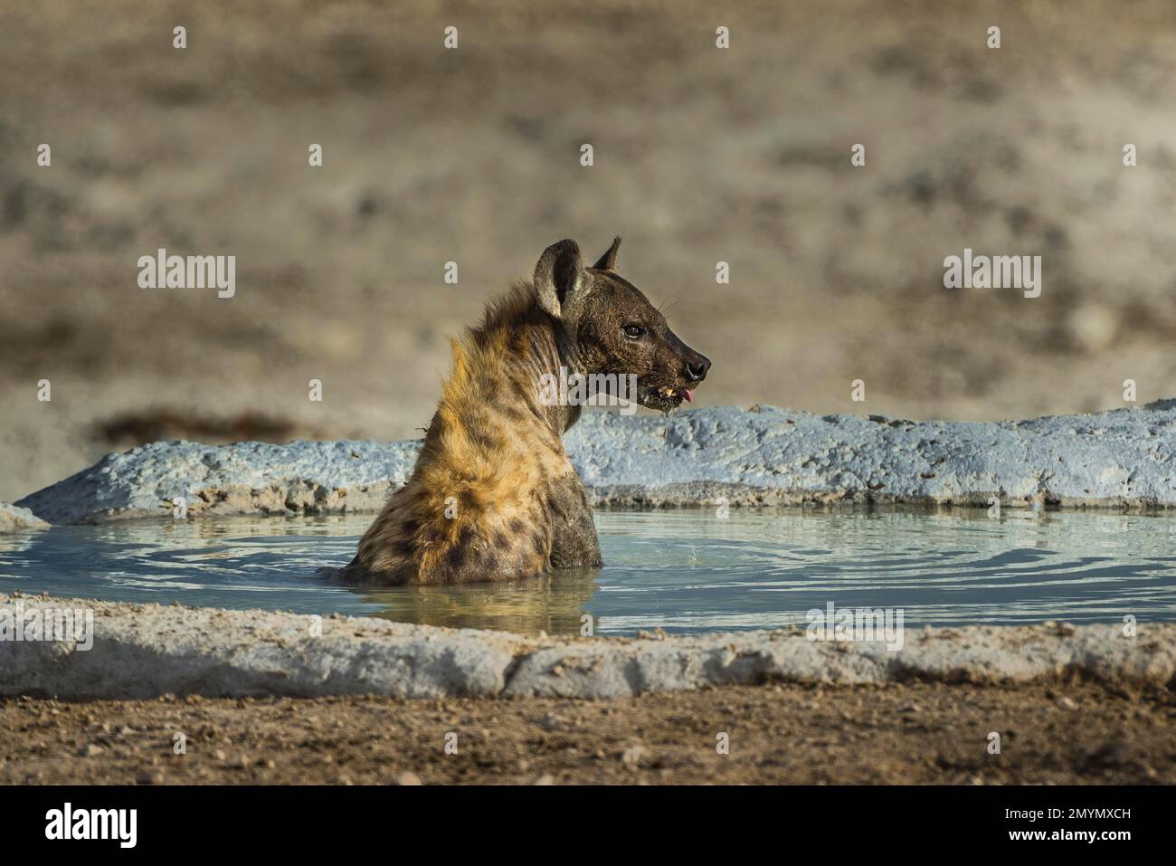Spotted hyena (Crocuta crocuta), also known as spotted hyena, bathing ...