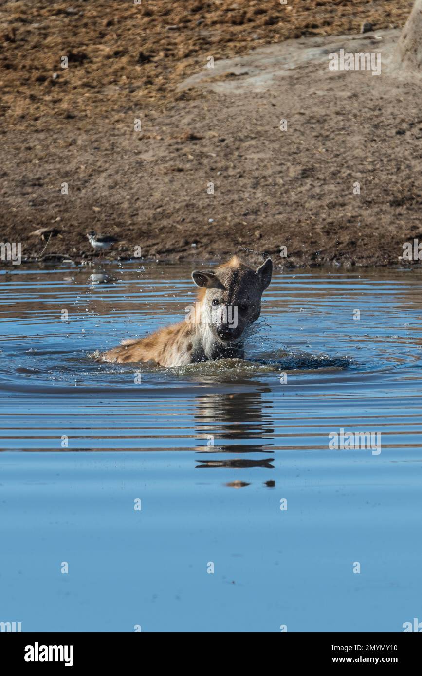 Spotted hyena (Crocuta crocuta), also known as spotted hyena, bathing ...