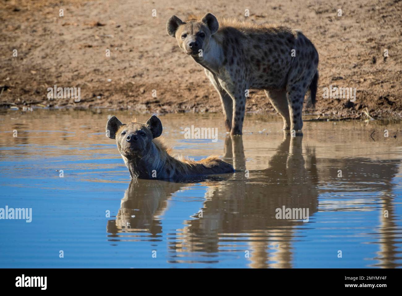 Spotted hyenas (Crocuta crocuta), also known as spotted hyenas, bathing ...